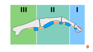 Finger Tips - tendons and ligaments