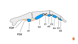 Finger Tips - tendons and ligaments