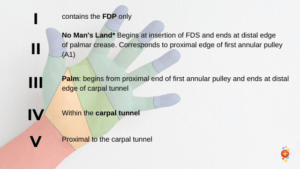 Finger Tips - tendons and ligaments