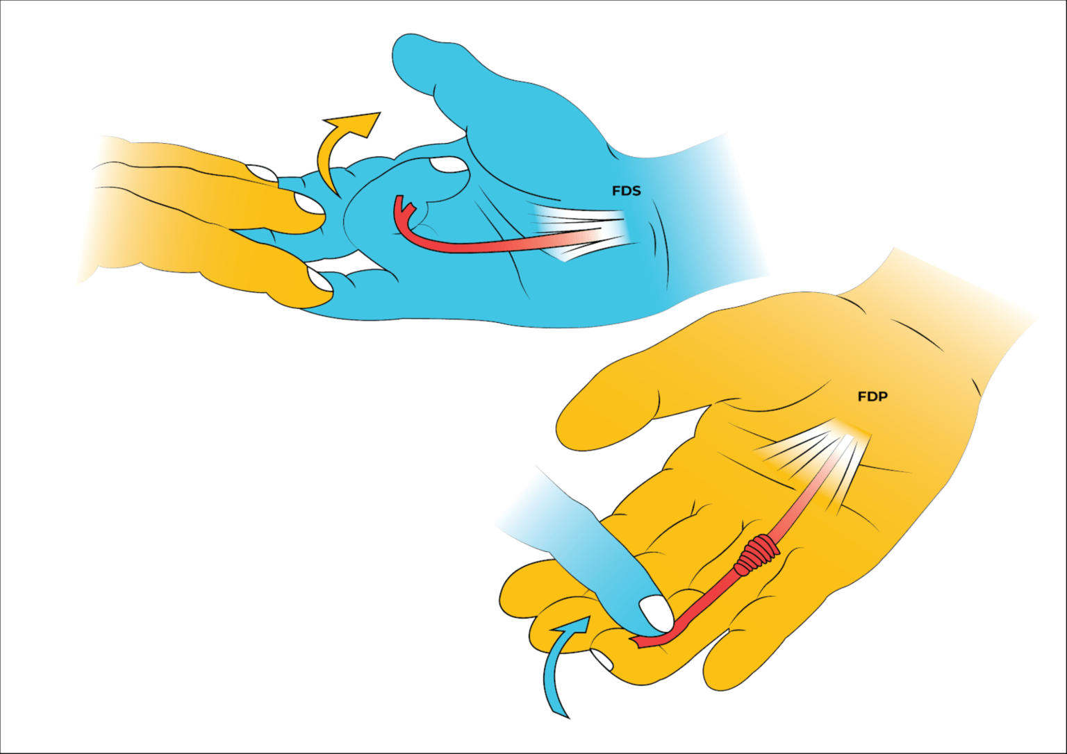 Wound Management Module