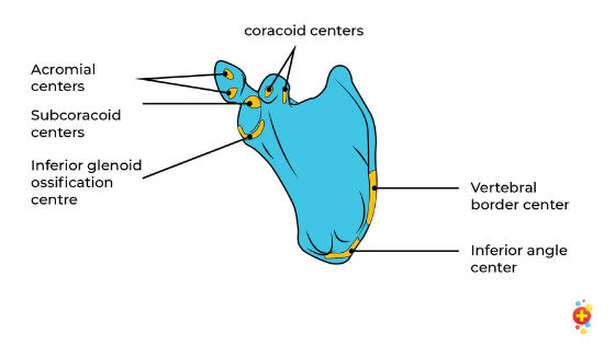 Shoulder x-ray interpretation - Don't Forget the Bubbles