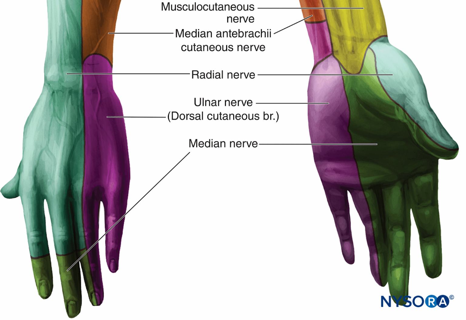 Wrist Examination & Pathology Module