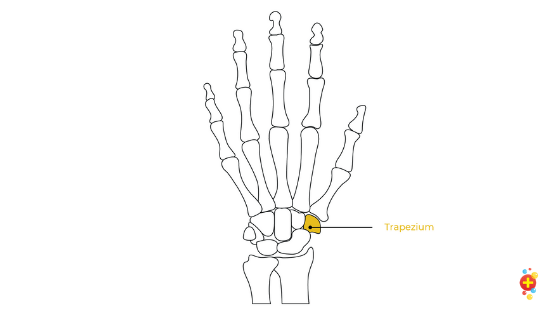 Carpal injuries - Don't Forget the Bubbles