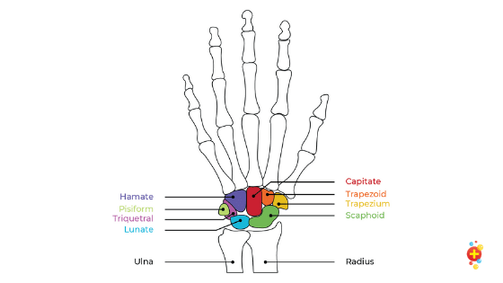 Carpal injuries - Don't Forget the Bubbles