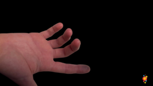 Finger Tips - tendons and ligaments