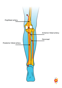 Fibula fractures