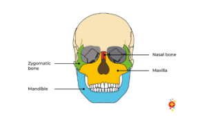 Maxilla and zygoma injuries