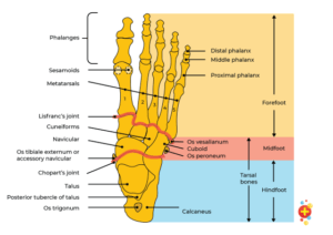 Foot and toe injuries