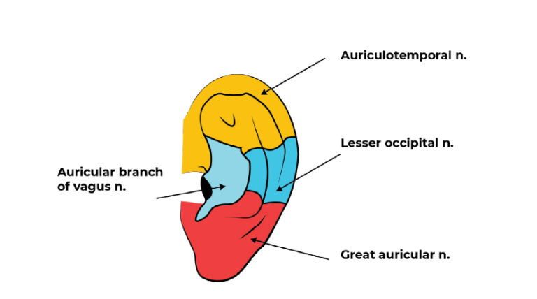 Regional Nerve Blocks Module - Don't Forget the Bubbles