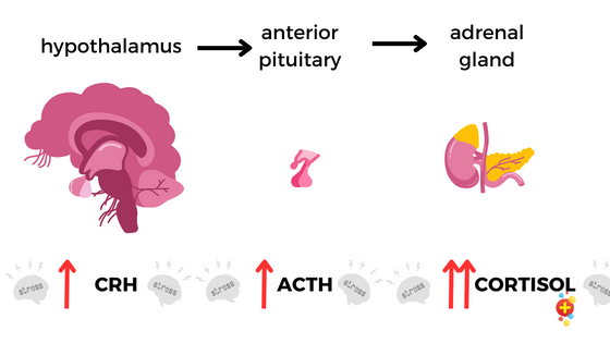 Congenital adrenal hyperplasia - Don't Forget the Bubbles